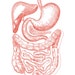 Digestive System, Vector Line Drawing Illustration, AI, CDR, DXF, Eps ...