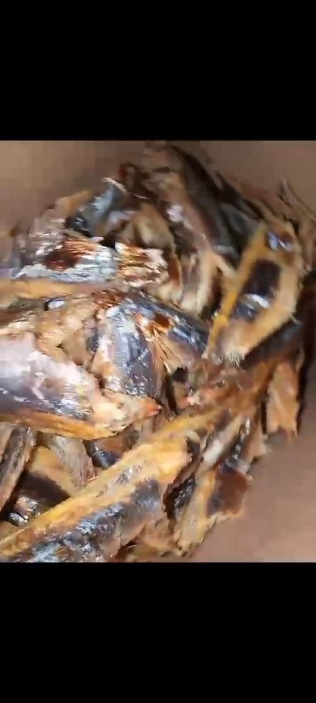 Smoked Dried Calabar Bonga Fish Shawa 1kg+extra 500g - Etsy UK