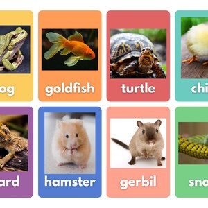 Animals and Pets Flashcards (set of 48) - PRINTABLE PDF Digital ...