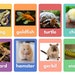 Animals and Pets Flashcards (set of 48) - PRINTABLE PDF Digital ...