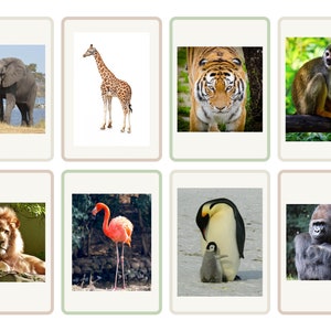 Zoo and Safari Animal Flashcards Printable Download Montessori Style ...