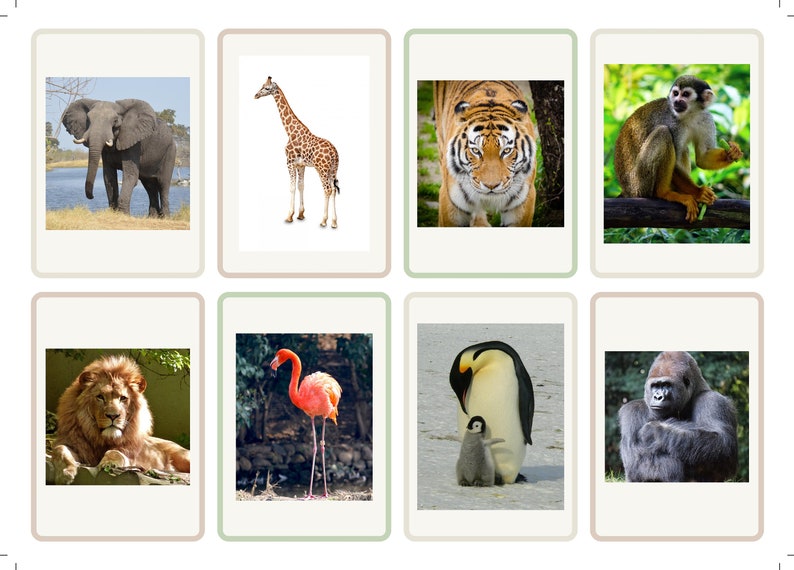 Tarjetas didácticas de animales de zoológico y safari Descarga ...