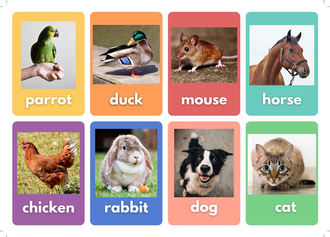 Animals and Pets Flashcards (set of 48) - PRINTABLE PDF Digital ...