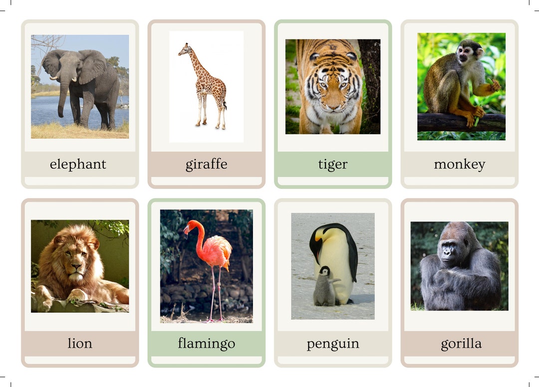 Zoo and Safari Animal Flashcards Printable Download Montessori Style ...