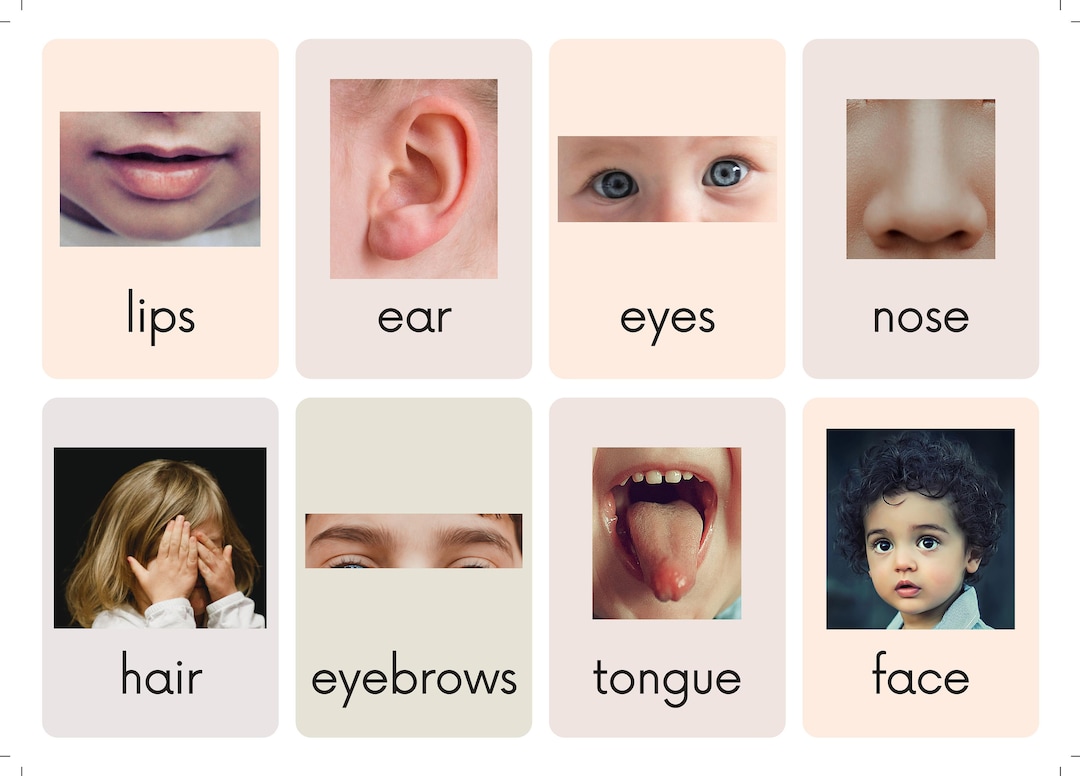 Face and Body Parts Flashcards Printable Download Montessori Style Set ...