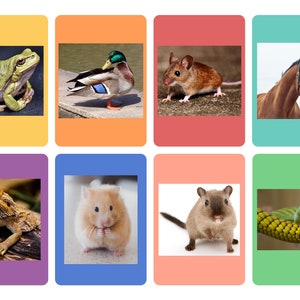 Animals and Pets Flashcards (set of 48) - PRINTABLE PDF Digital ...