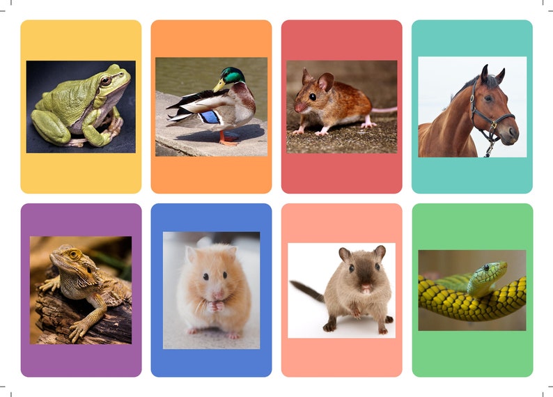Animals and Pets Flashcards (set of 48) - PRINTABLE PDF Digital ...