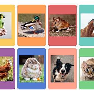 Animals and Pets Flashcards (set of 48) - PRINTABLE PDF Digital ...
