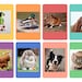 Animals and Pets Flashcards (set of 48) - PRINTABLE PDF Digital ...