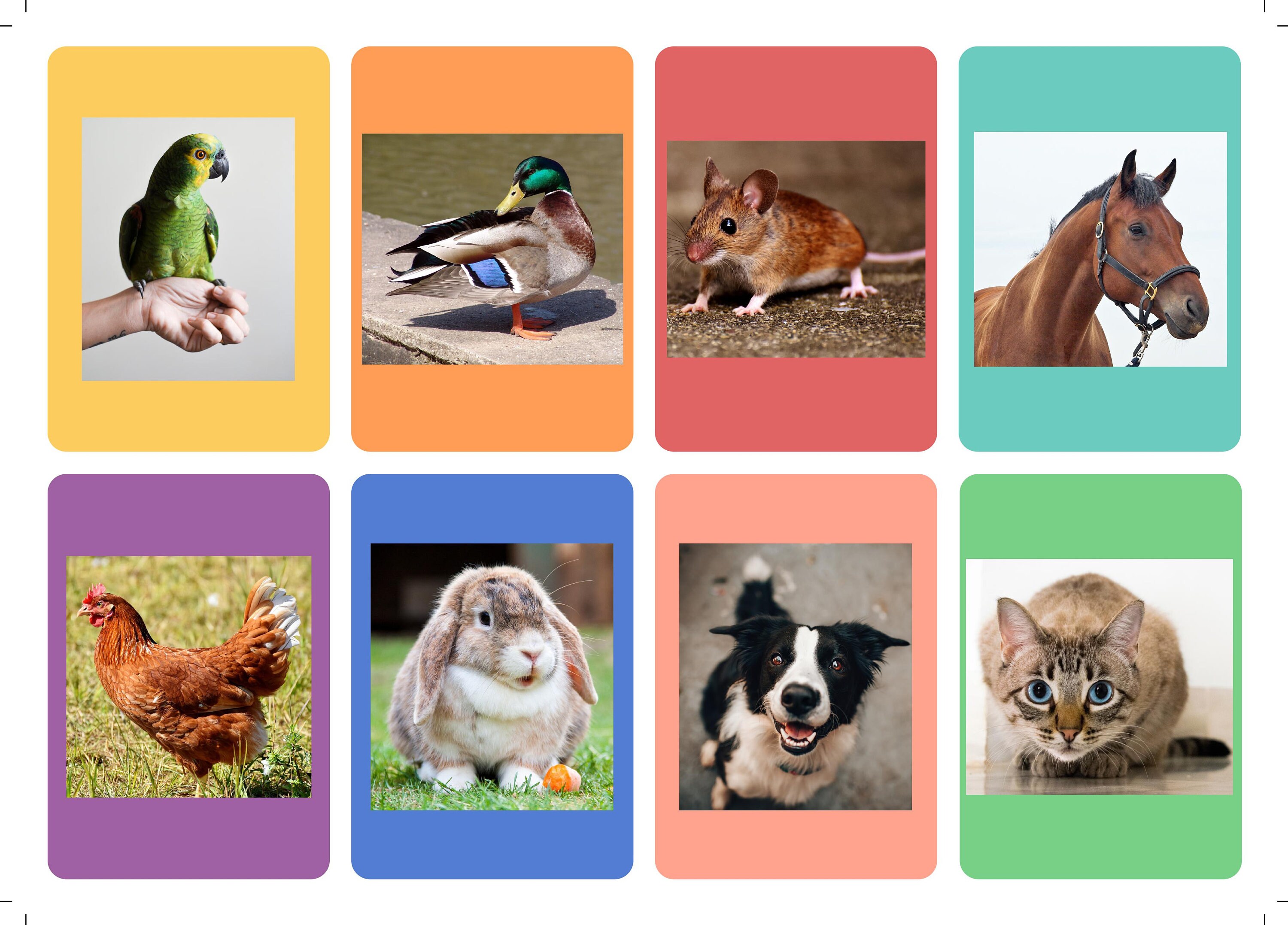 Animals and Pets Flashcards (set of 48) - PRINTABLE PDF Digital ...