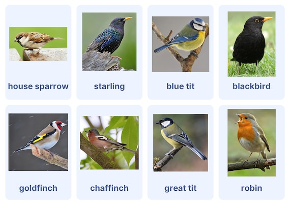 Birds to Learn Flashcards Printable Download Montessori Style | Etsy