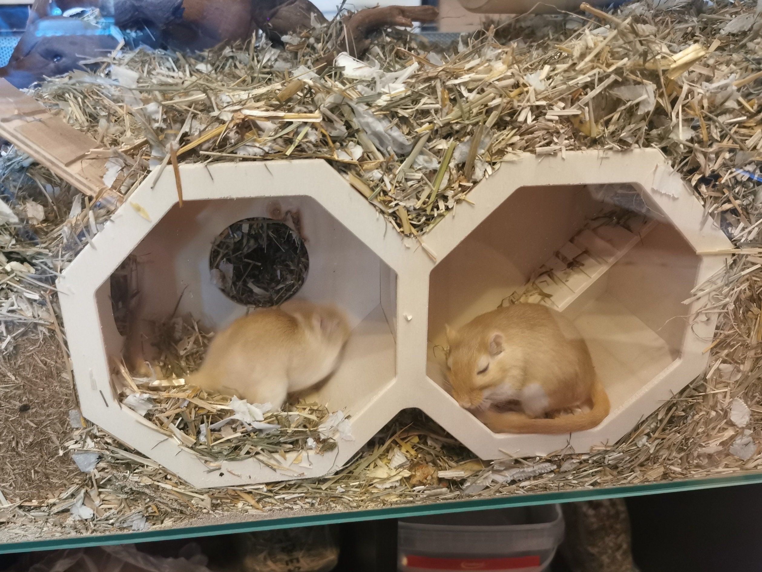 Double Cave Size M for Dwarf Hamsters Colour Mice / - Etsy UK