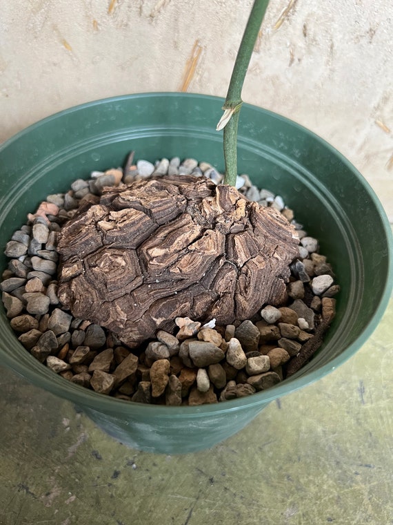 Dioscorea Mexicana Seed Grown Specimen - Etsy