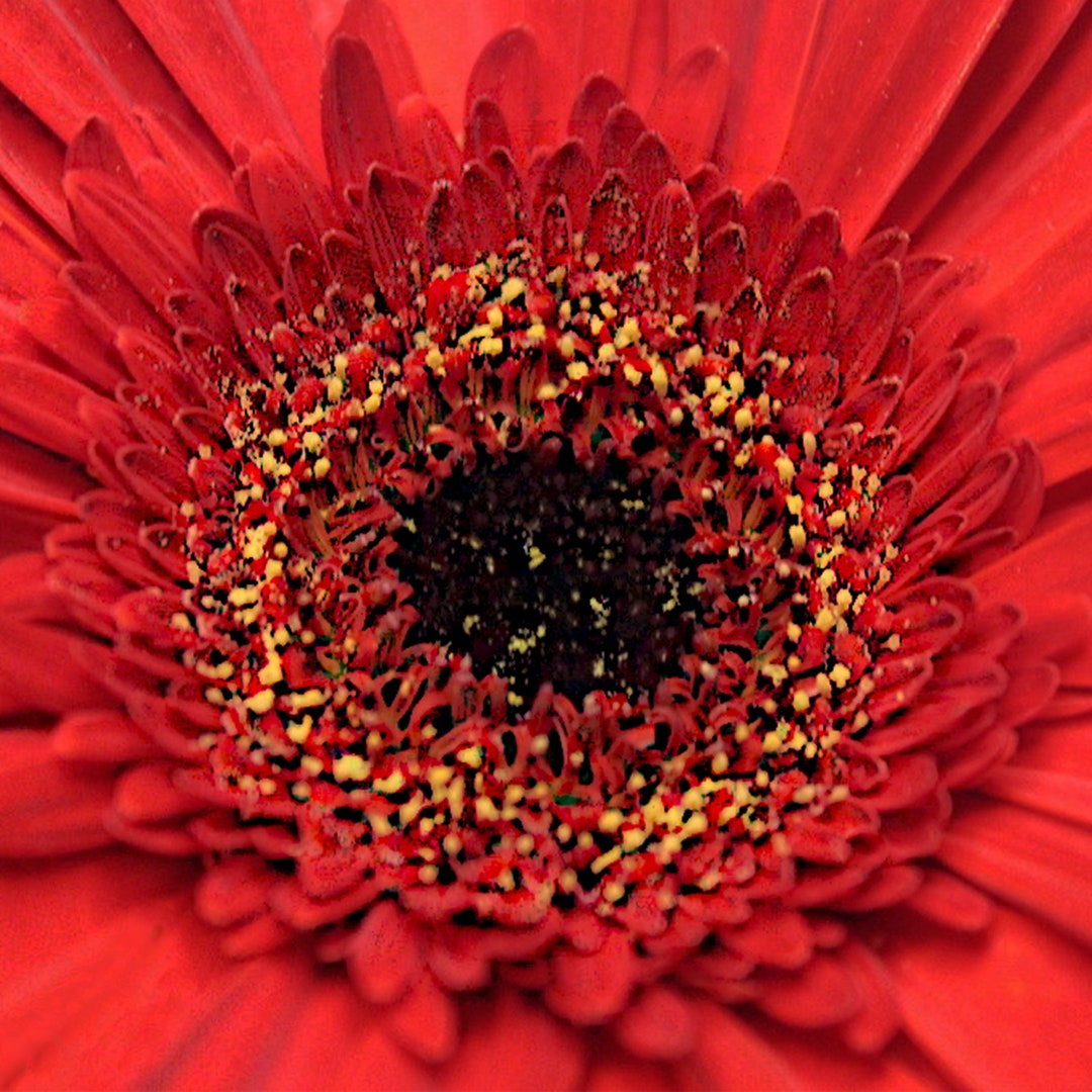 Red Barbeton Daisy Matted Photographs - Etsy