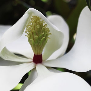 White Southern Magnolia With Carpels and Stamens Gold Heart Pandant - Etsy