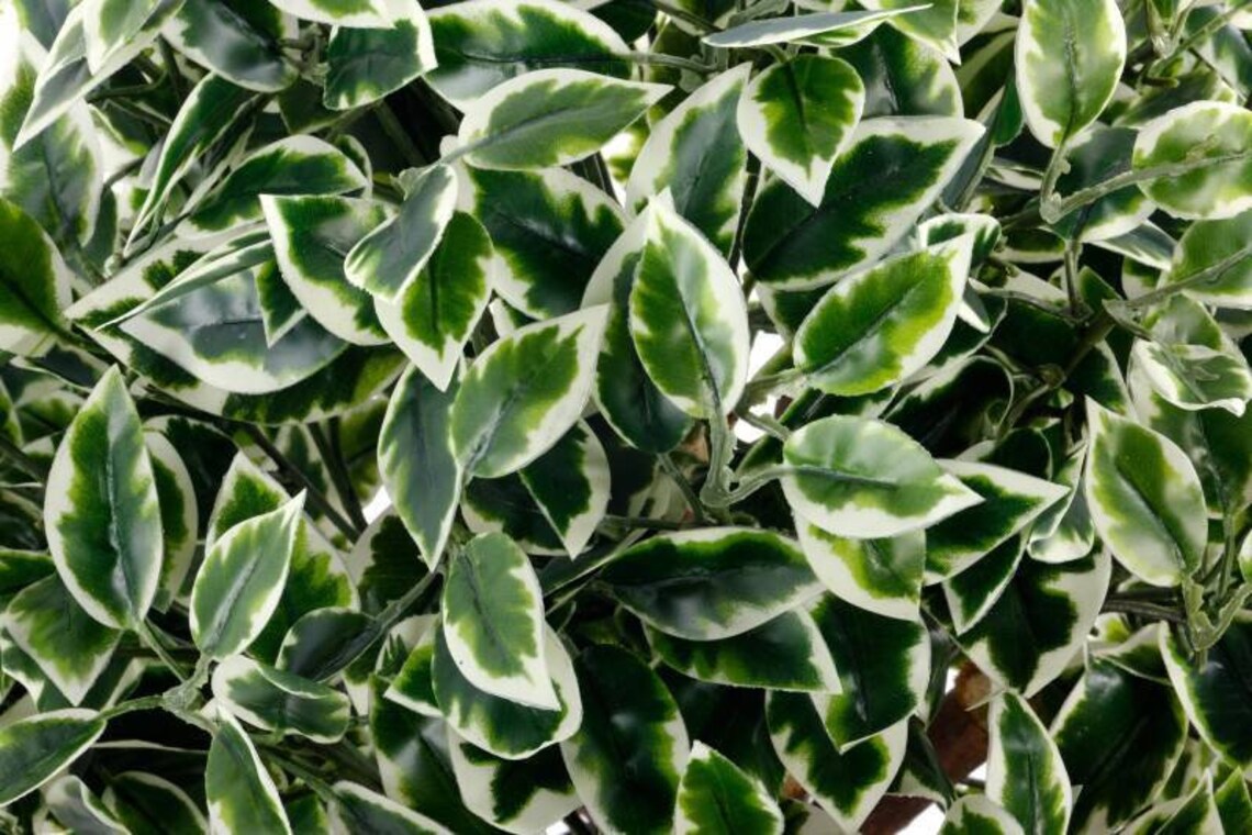 Artificial Variegated Ficus Ball 65cm - Etsy UK