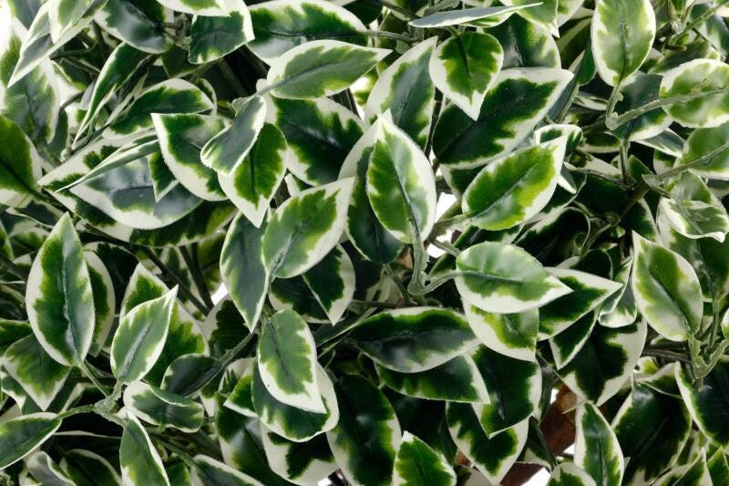 Artificial Variegated Ficus Ball 65cm - Etsy UK