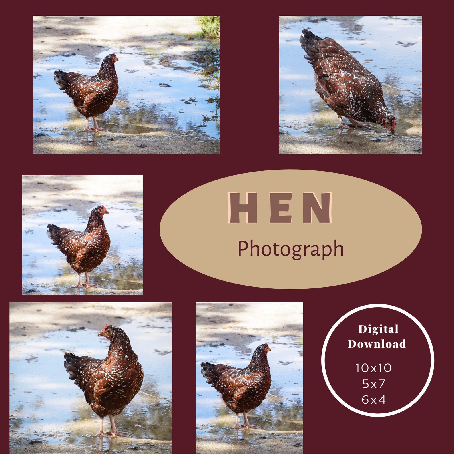 HEN Photograph PDF Download Nature School Inquiry Emergent Curriculum ...