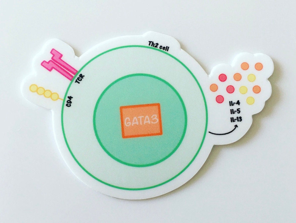 CD4 T Helper Cell Sticker I Th2 Cell I CD4 T Cell I Immune Cell Sticker ...