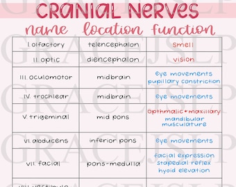 Slp Cranial Nerves | Etsy