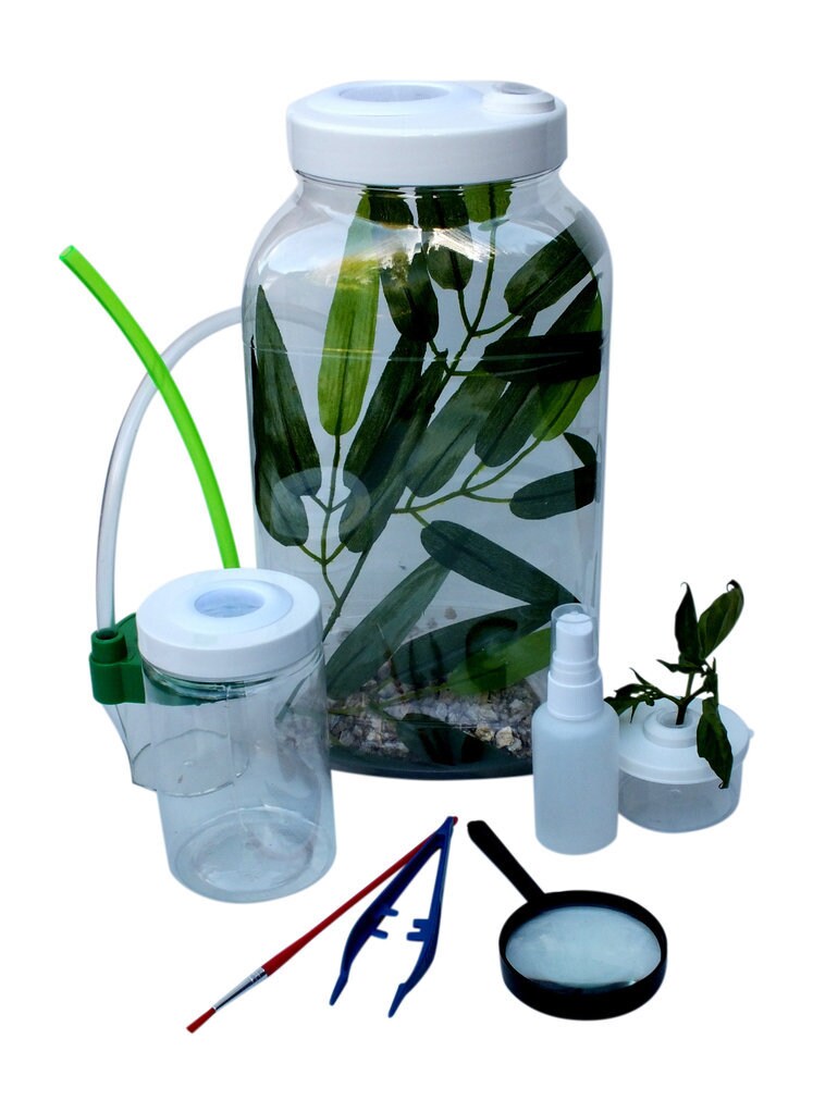 Egg to Adult Insect Life Cycle Set for Praying Mantis or Stick Insects ...