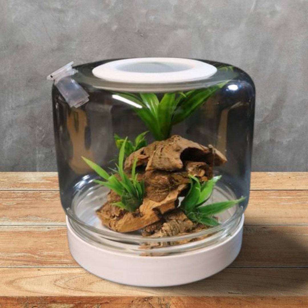 Round Jumping Spider Housing Including All Decor - Etsy UK