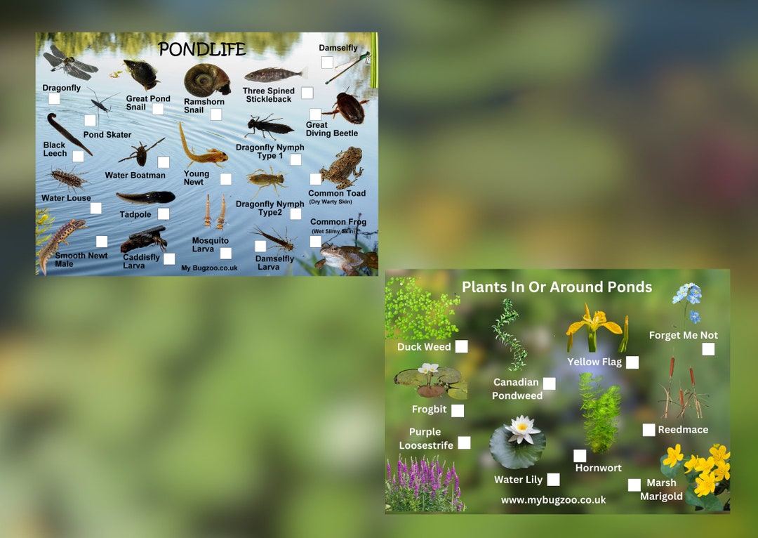Pond Dipping & Pond Plants Spotter Cards Packs of 10 - Etsy UK