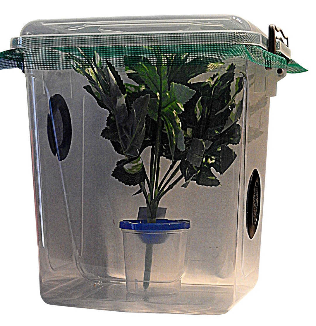 Stick Insect Enclosure Including Twig Pot and Mesh - Etsy UK