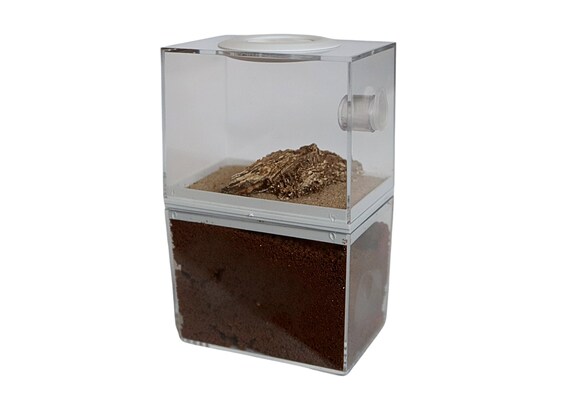 Ant Farm