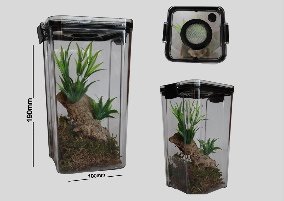 Mini Insect Vivarium Ideal for Praying Mantis and Jumping Spiders - Etsy UK