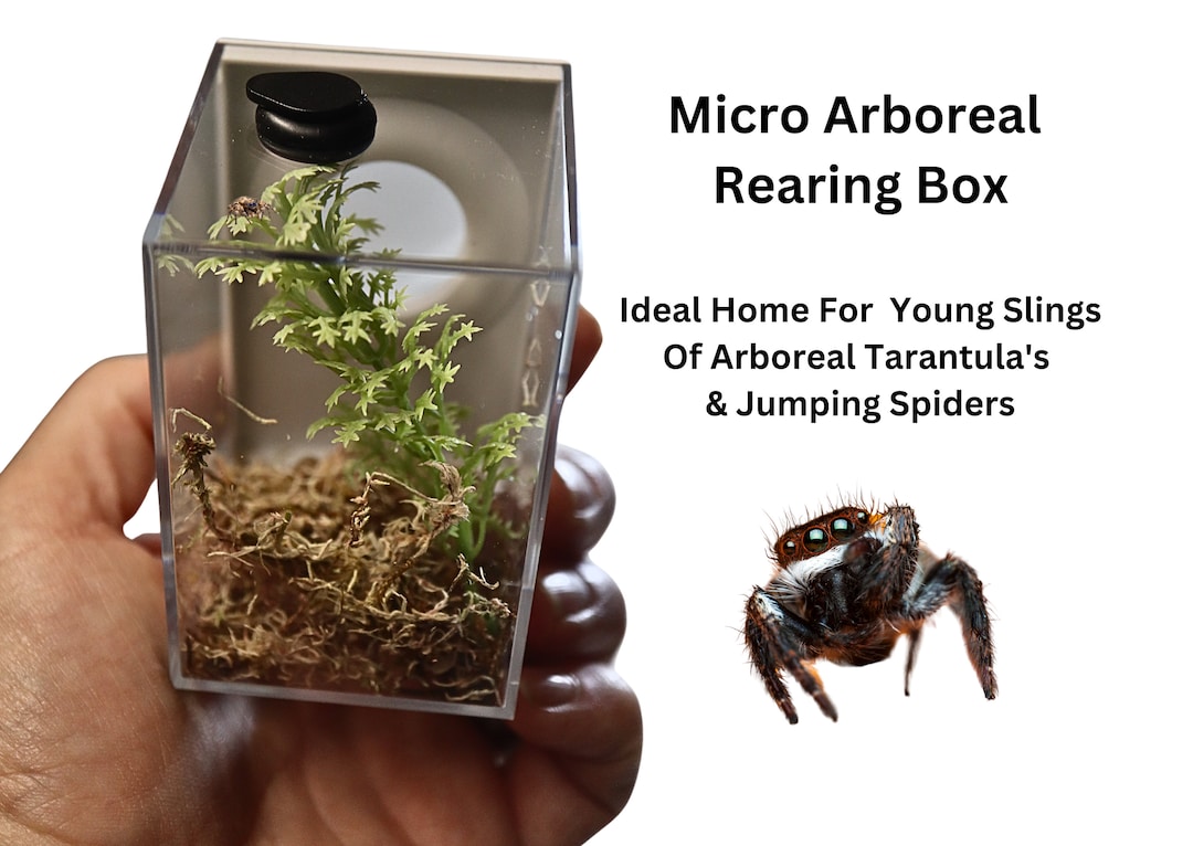 Micro Arboreal Rearing Box - Jumping Spider,tarantula Slings - Etsy