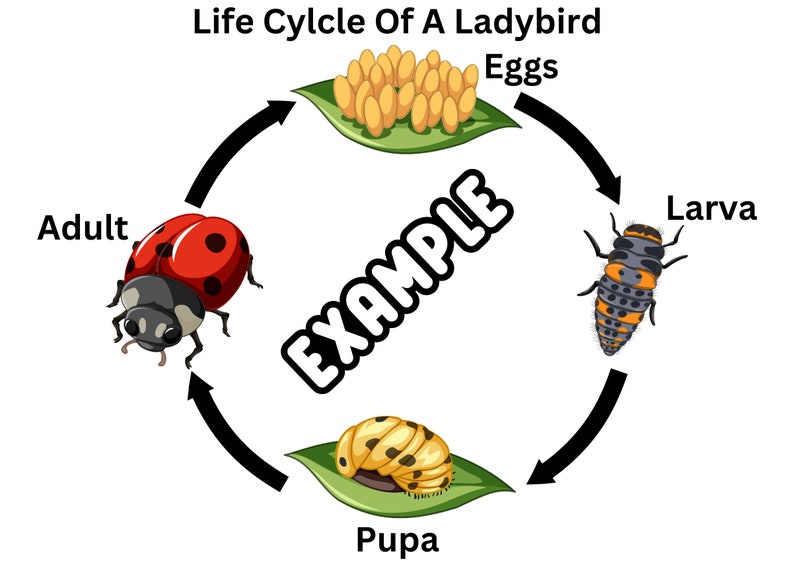 Life Cycle of A Ladybird & Colouring Sheet - Etsy