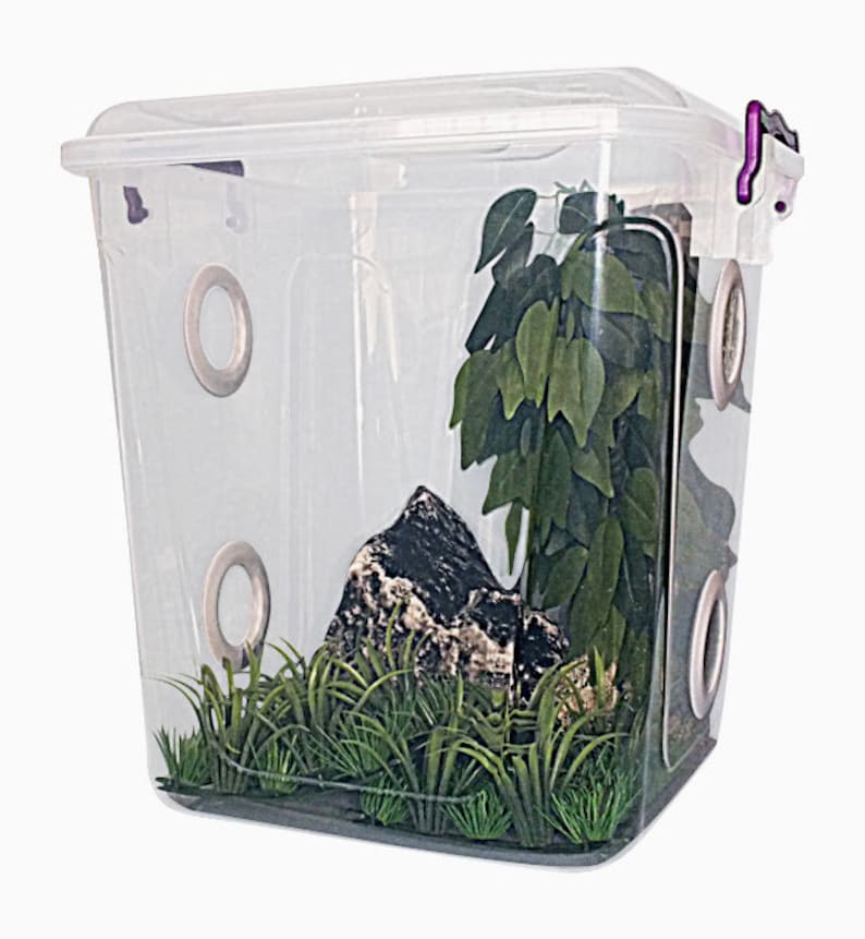 Giant Stick Insect Praying Mantis Cage no Decoration Supplied - Etsy