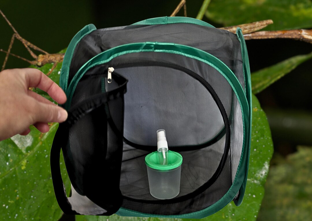 Stick Insect Starter Kit - Etsy