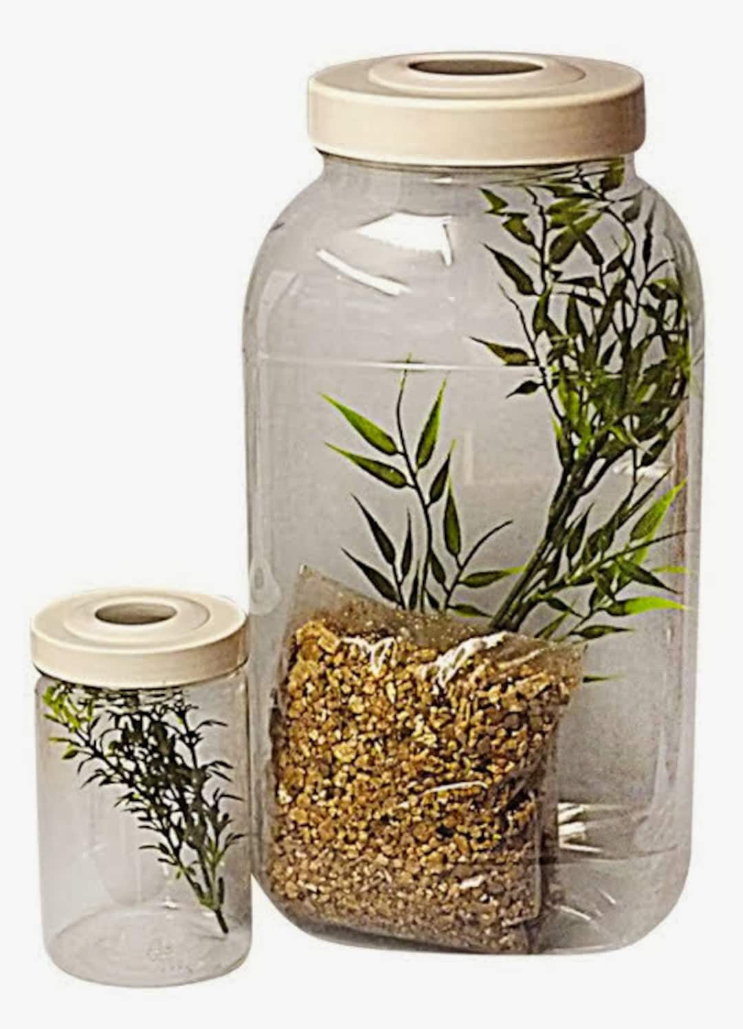 Praying Mantis,stick Insect Enclosure :from Egg to Adult Set - Etsy ...