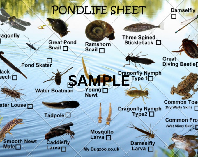 Pondlife Spotter Card Ideal for Any Pond Dipping Trip - Etsy