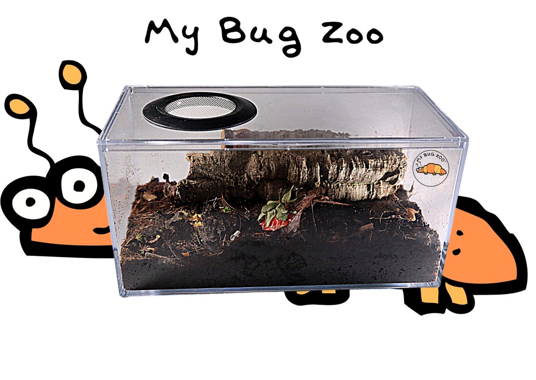 My Bug Zoo Includes Four Pet Orange WOODLICE - Etsy UK