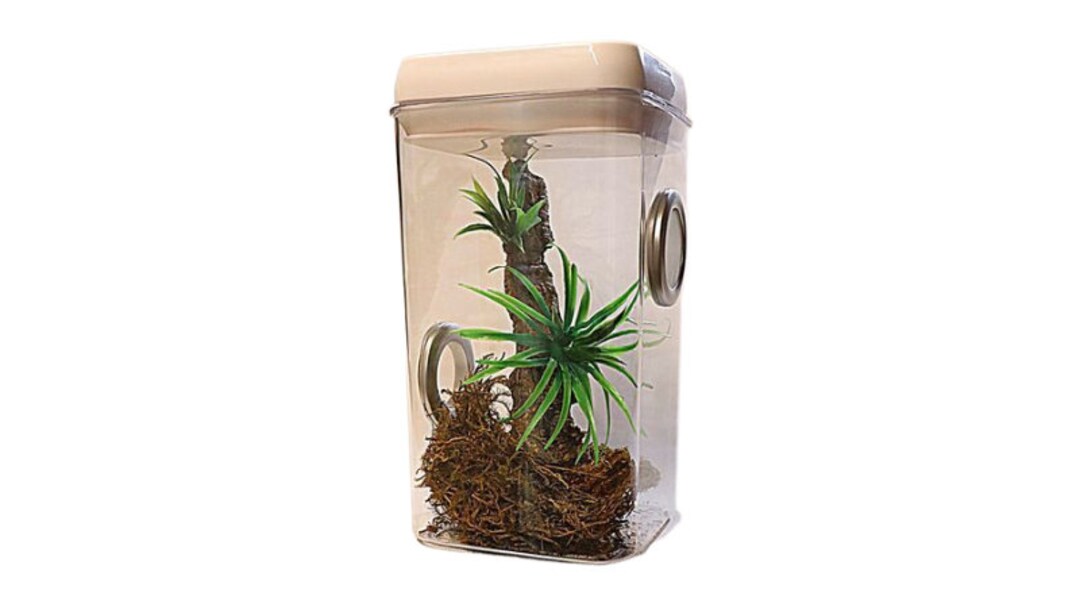 Tall Mini Insect Vivarium With Decor Pack - Etsy