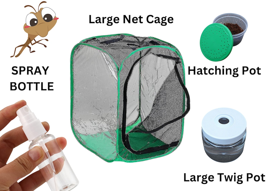 Stick Insect Life Cycle Kit - Etsy