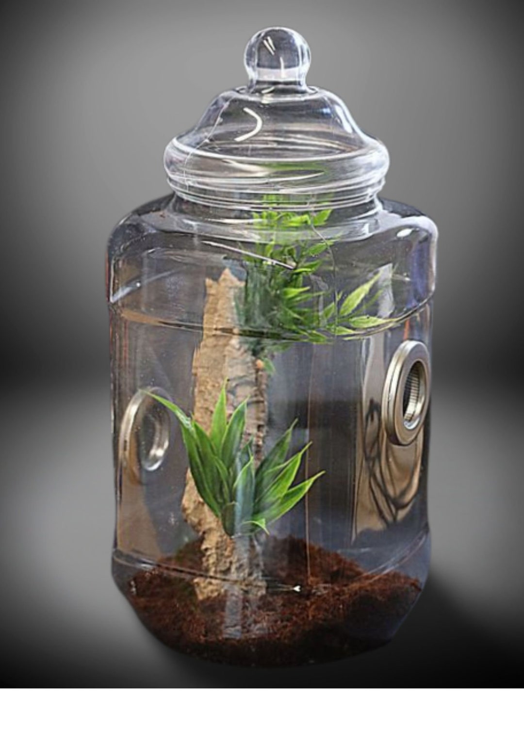 Praying Mantis Terrarium Kit - Etsy