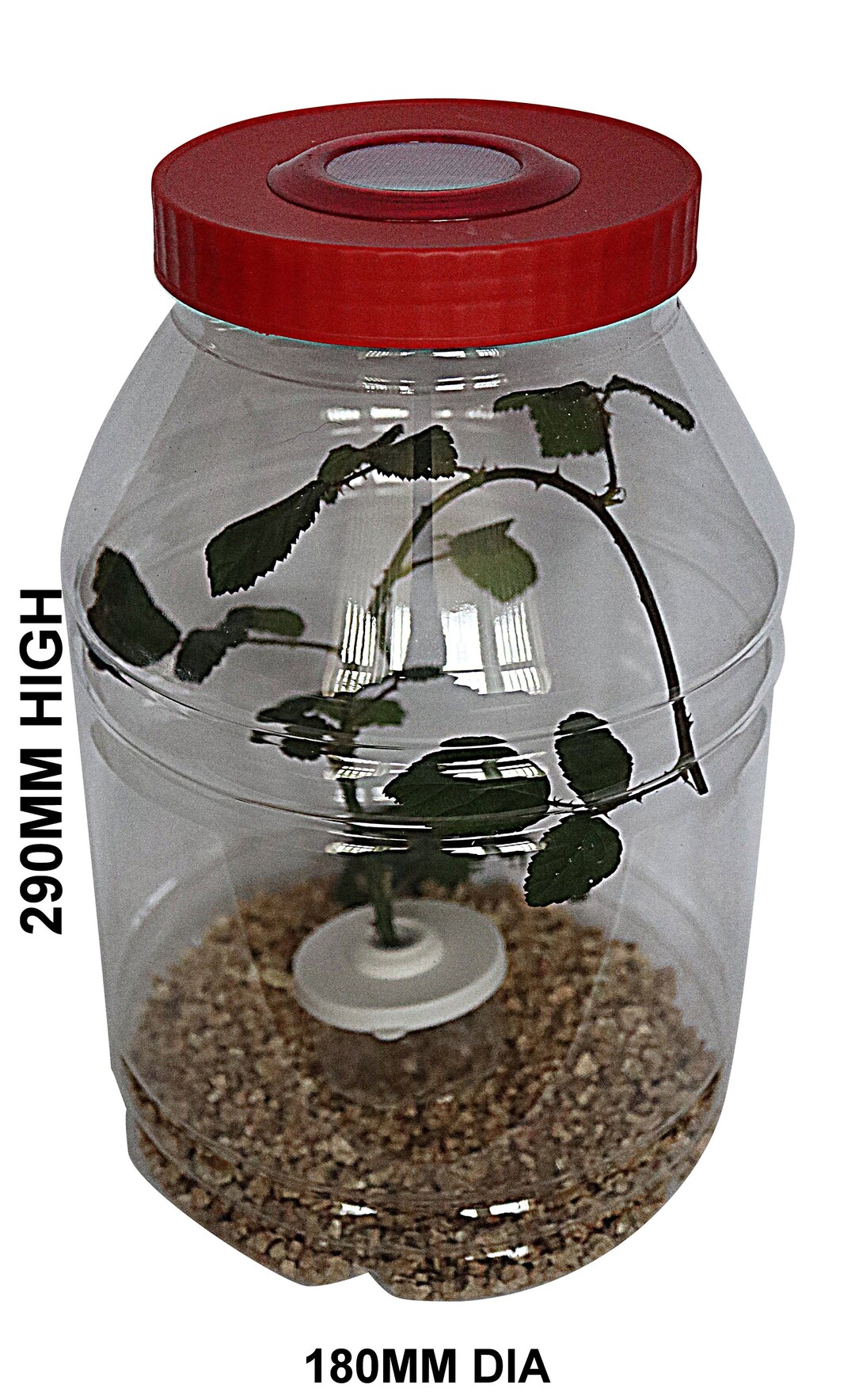 Extra Large Stick Insect Jar Including Substrate and Twig Pot - Etsy