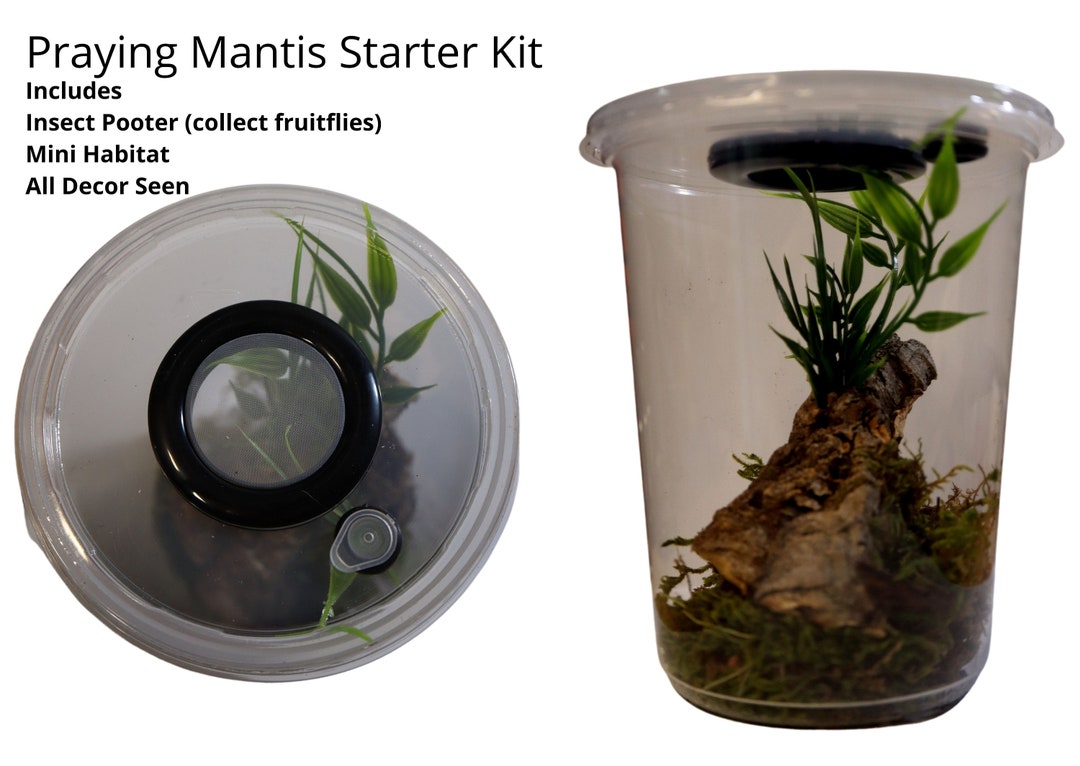 Praying Mantis Starter Kit Includes All Decor and Insect Pooter - Etsy