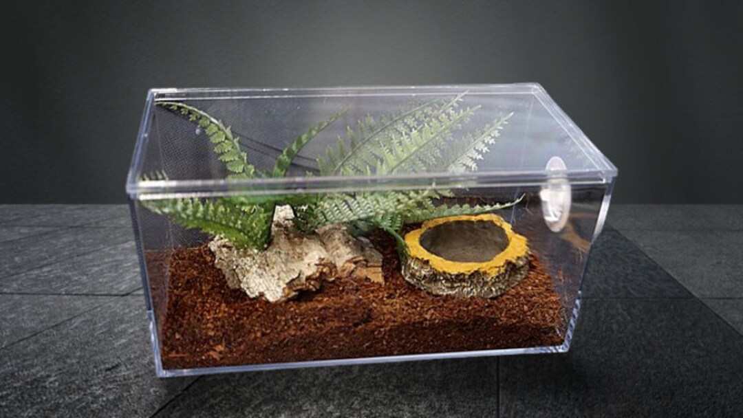 Mini Vivarium Ideal for Frogs,tarantulas & Other Ground Dwelling ...