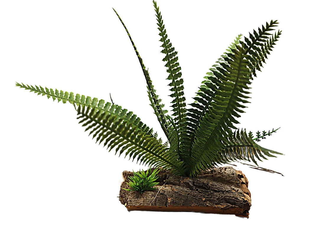 Striking Artificial Vivarium Plants Green Ferns on Cork Bark - Etsy