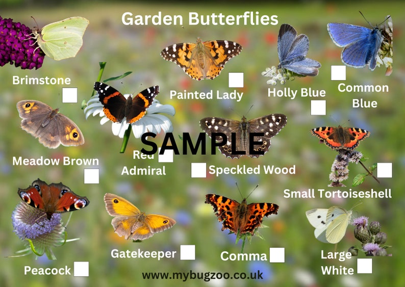 British Garden Butterflies Spotter Card Download - Etsy