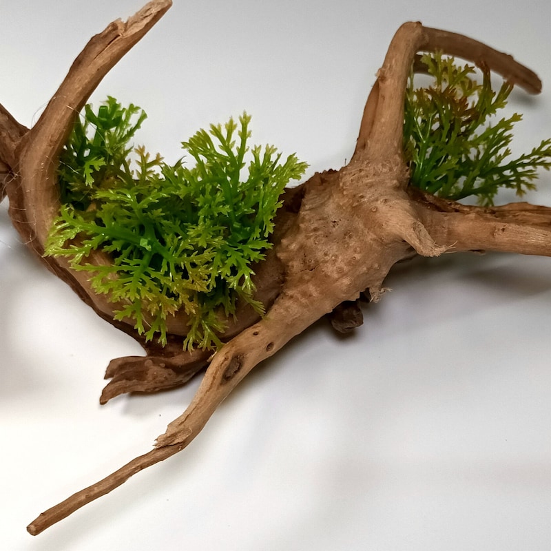 Desert Jumping Spider - Etsy UK