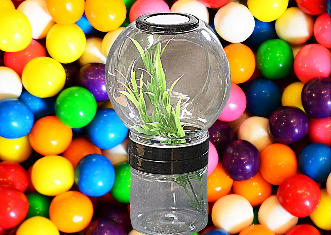 Bubble Gum Style Spider Pod Ideal for Jumping Spiders - Etsy UK