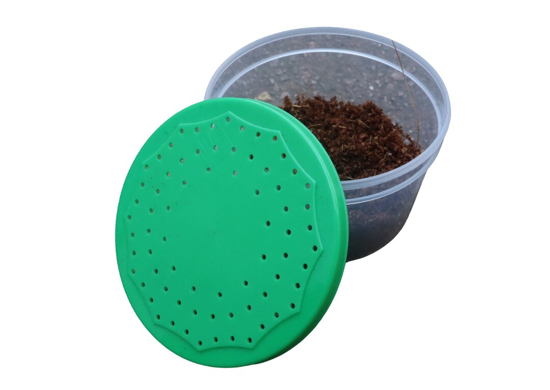 10 X Stick Insect Hatching Pots - Etsy