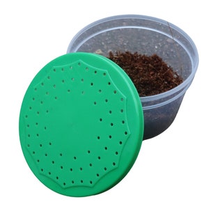 Stick Insect Hatching Set - Etsy