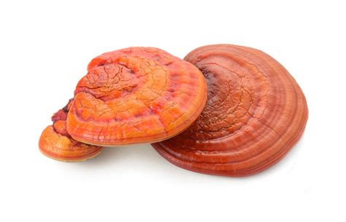 Red Reishi ganoderma Lucidum Mushroom Culture - Etsy UK